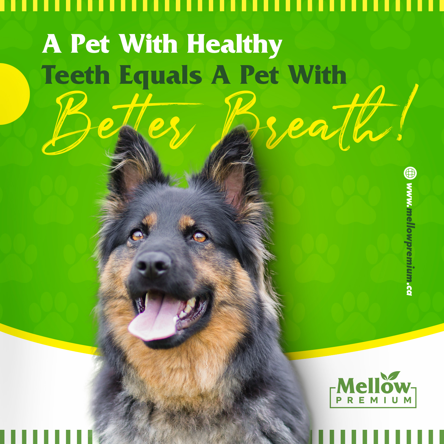 6 Reasons Why You Need to Take Care of Your Dog’s Teeth - Mellow premium