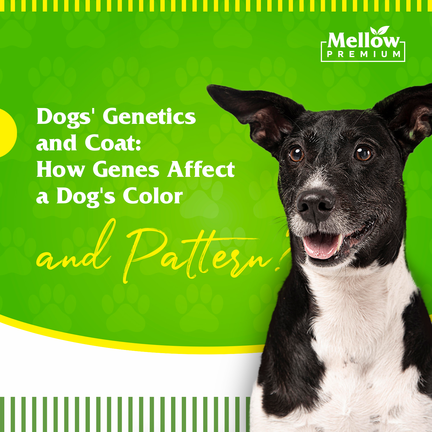 Dogs' Genetics and Coat: How Genes Affect a Dog's Color and Pattern ...