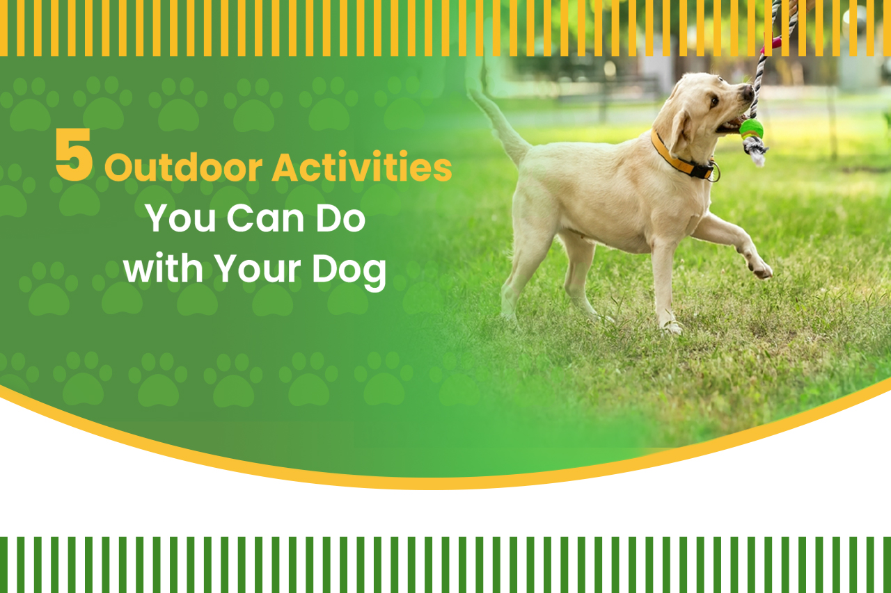 5 Outdoor Activities You Can Do with Your Dog - Mellow premium